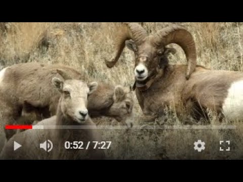 Challis ranchers and biologists team up for bighorn sheep (long version)