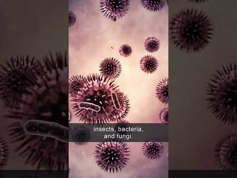 What is biodiversity? ????️ ???? ????