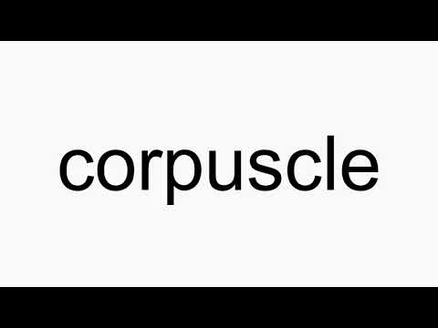How to pronounce corpuscle