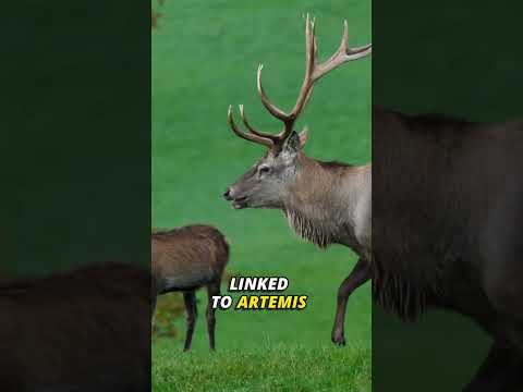 5 Mystical Facts About Deer You Must Know! #shorts #animals #facts #mystical #nature