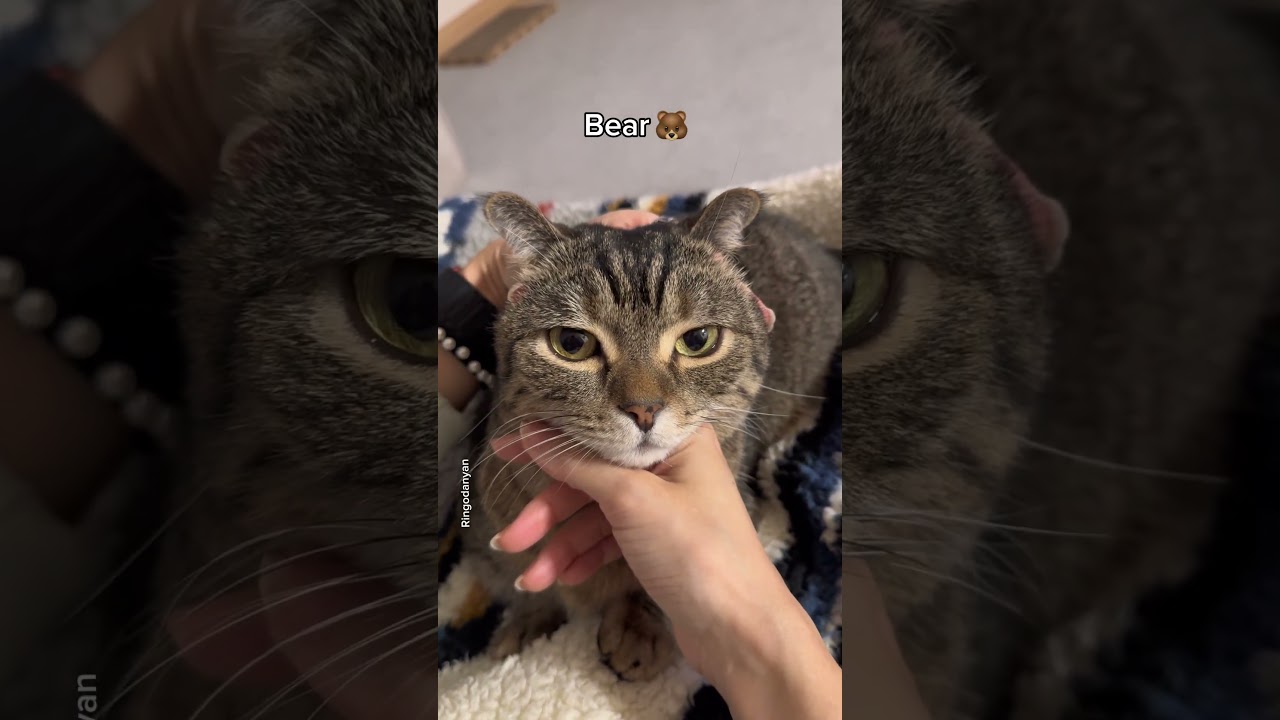 full options car😼🚗 #shorts #cat #funny