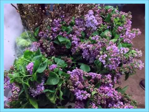 M & M Cut Flora March 23 2015