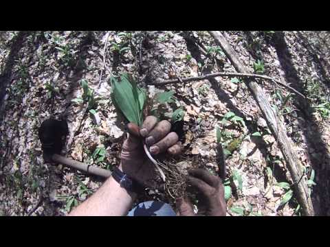 Ramp digging video in the moutains of West Virginia: Allium tricoccum
