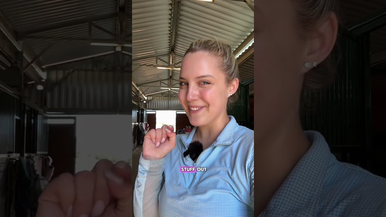 Breeding update! #equestrian #westernriding #horsebreeding #horseriding #foal