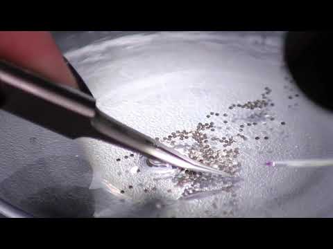 Xenopus frog embryo microinjection under the stereo microscope