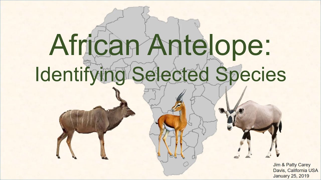 Identifying common African antelope
