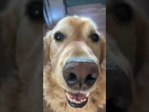 The cutest dog in the world #Dog #Cute #World