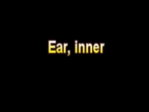 What Is The Definition Of Ear, inner - Medical Dictionary Free Online