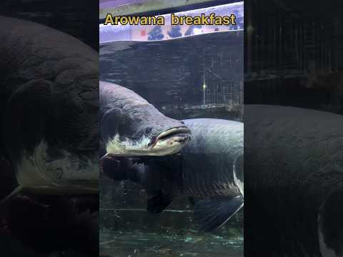 Arowana feeding #fishing #aquarium #arowana #fishcuting #fish #shorts #viralshorts