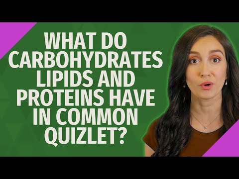 What do carbohydrates lipids and proteins have in common quizlet?