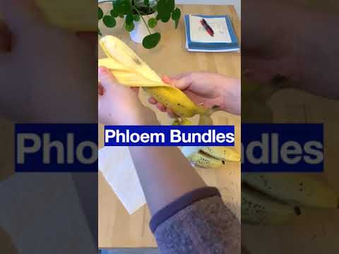 Why do bananas have those annoying, dry strings? #short