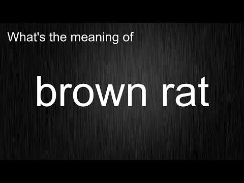 What's the meaning of "brown rat", How to pronounce brown rat?