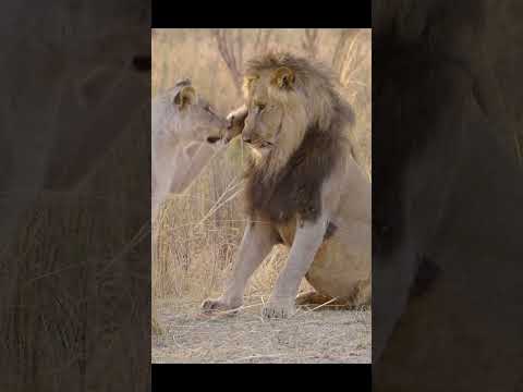 Lioness gives lion a loving cuff #lions #animalsightings #wildlife #animal #big5safari