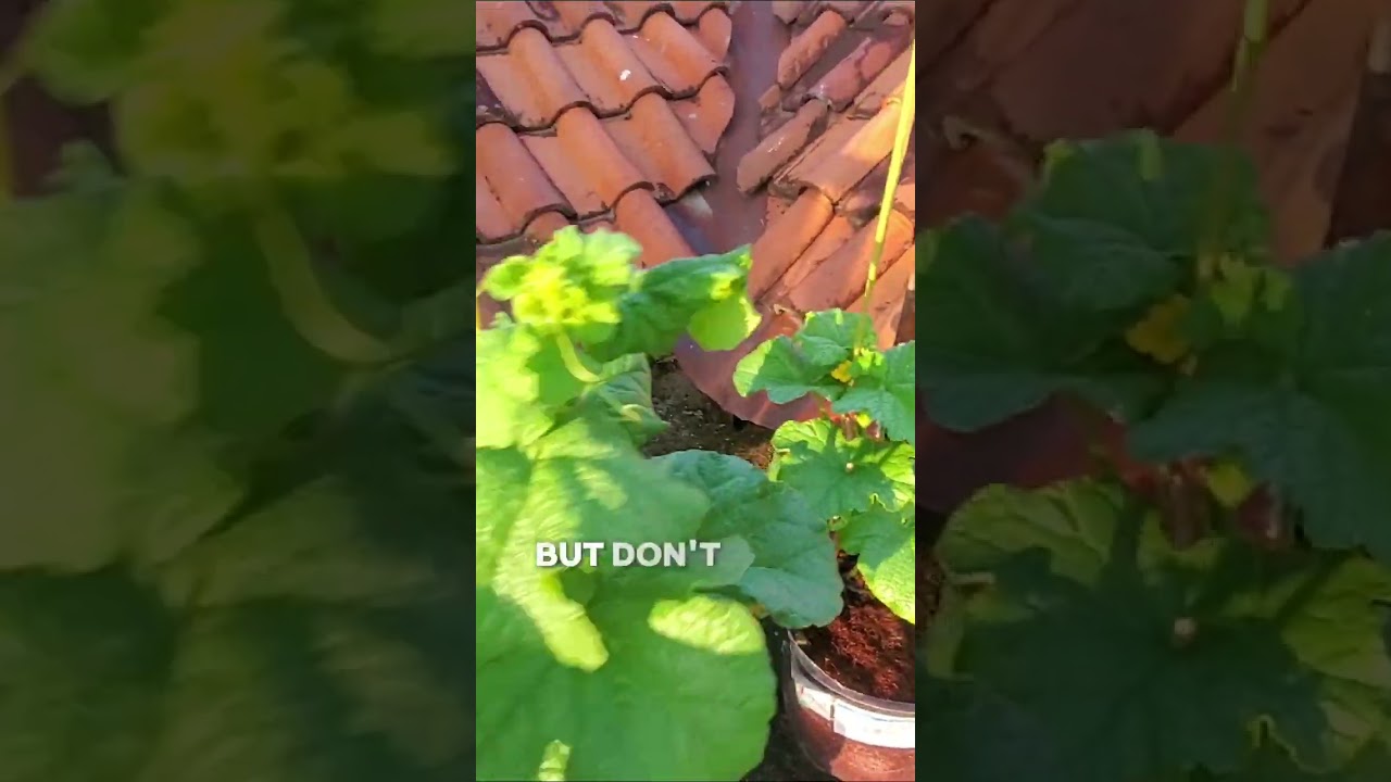 How to Get Rid of Whiteflies: Simple Solutions to Save Your Plants!