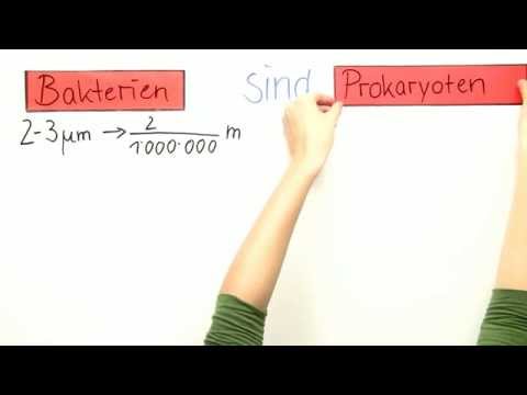 Bakterien | Biologie | Cytologie