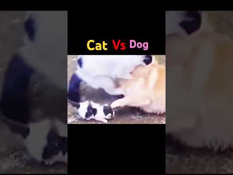 Cat vs Dog epic fight π₯β οΈ #cat #dog #fight