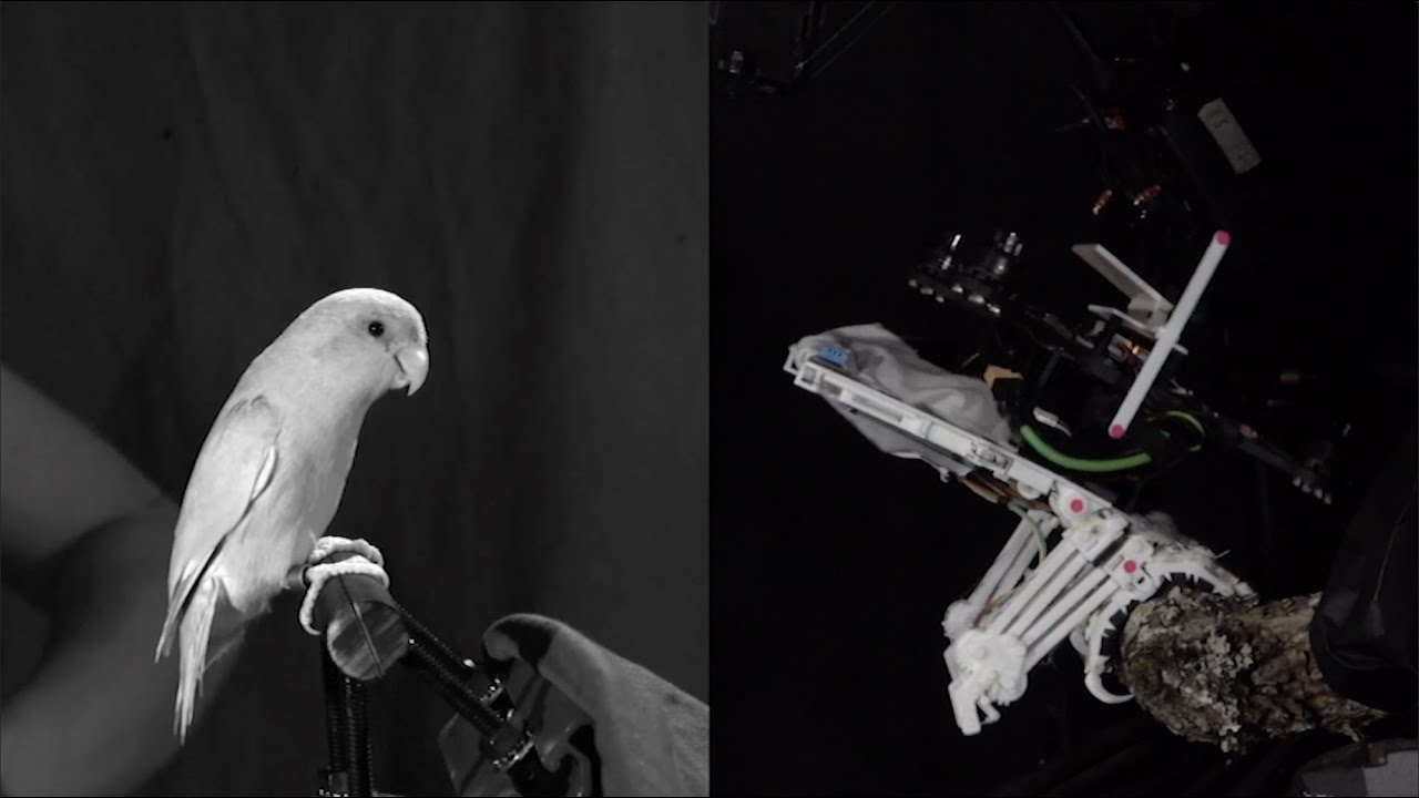 SNAG Bird-Robot Is a Motorized Falcon With Claws and Sensors, Can Be ...
