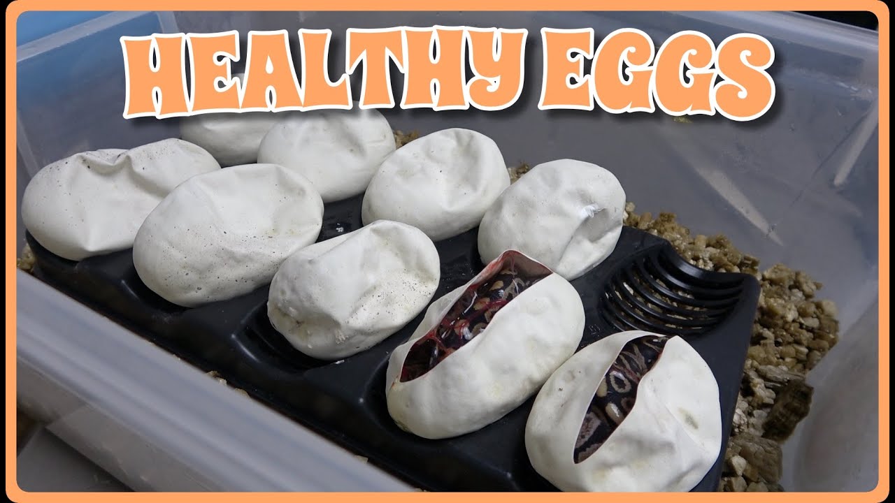 Hurricane Egg Cutting! Amazing Holdbacks!