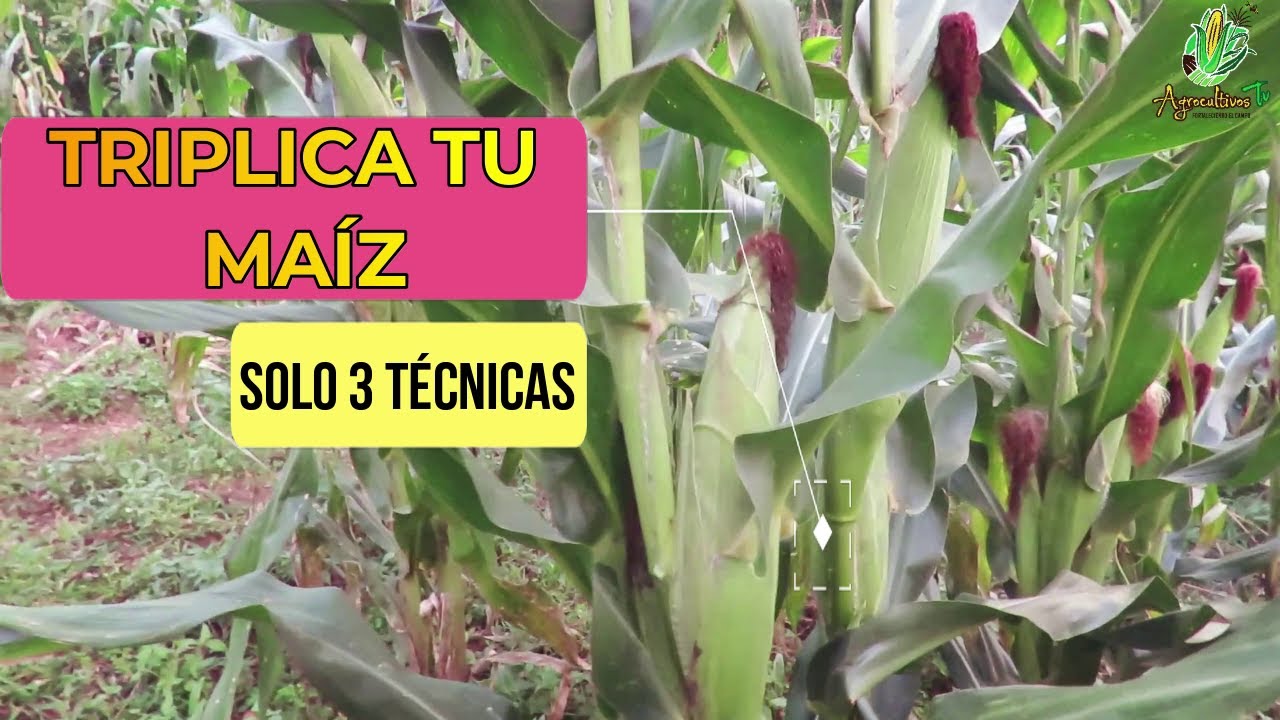 🌽 How to Triple Your Corn Production | 3 Techniques: Fertilization, Density, and Improved Varieties