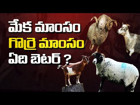 మటన్ కొనేటప్పుడు జాగ్రత్త పడండి? Goat meat or lamb meat which is better? @AyeMitrama