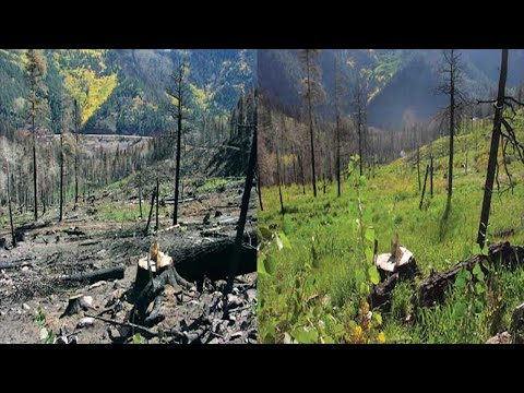 Primary and Secondary Succession || Mrs. Biology