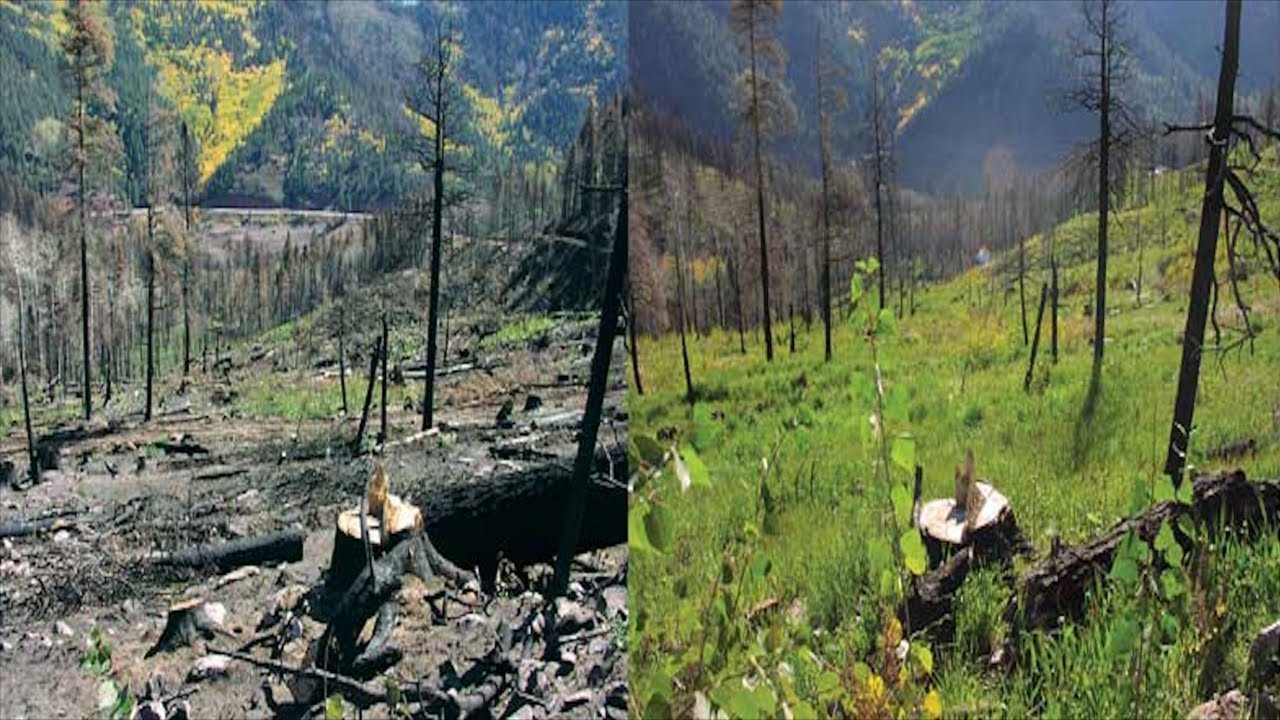 Primary and Secondary Succession || Mrs. Biology