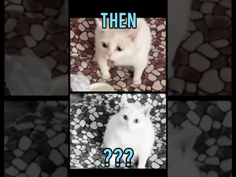 Famous Cats memes(Then vs Now) #meme #memes #nostalgia #catmemes