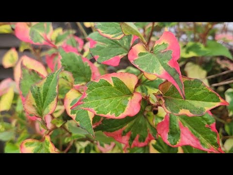 Variegated Fish Mint/ Chameleon Plant Herb