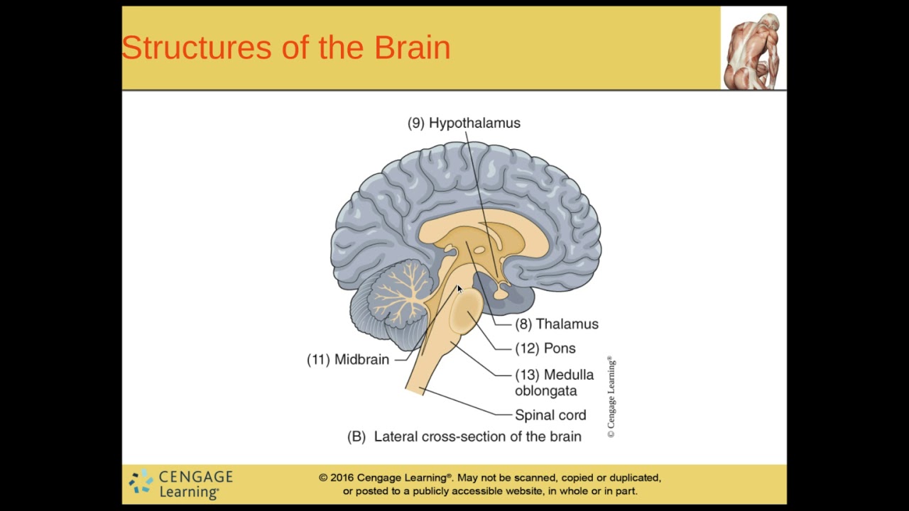 Medical Terminology: Chapter 8: The Nervous System - PART 1