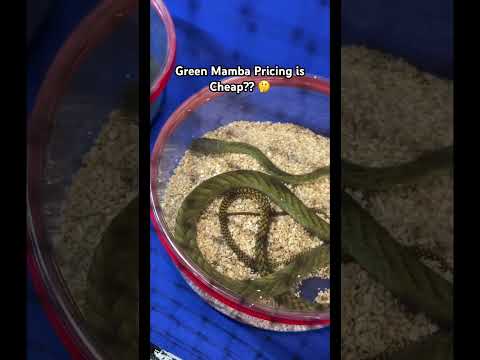 Green Mamba Cost