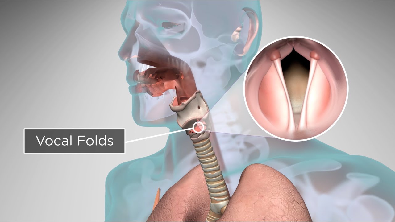 How Does the Human Body Produce Voice and Speech?