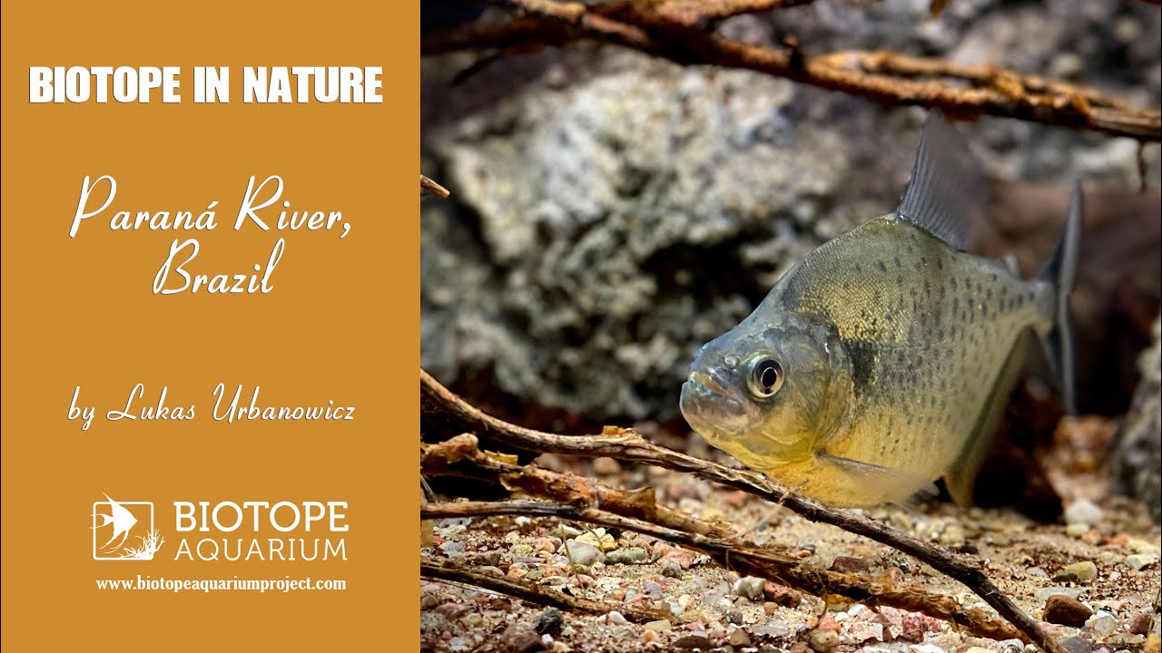 Paraná River, Brazil - BAP