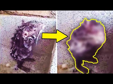 The Showering Rat Video Has Swept The Internet, But The Footage May Conceal A Sinister Truth