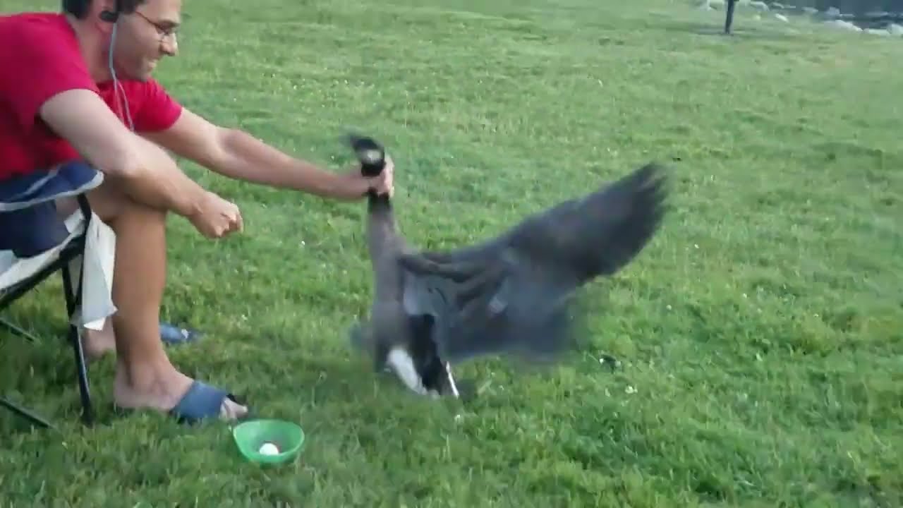 Grabbing a goose