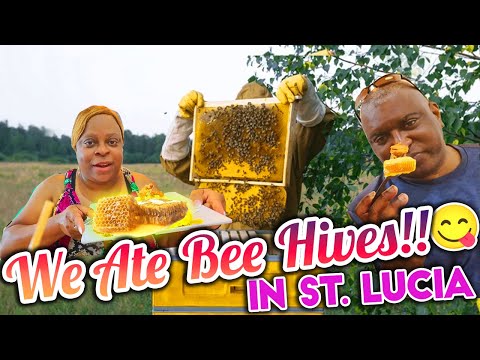 St. Lucia Travel Vlog & Guide 🇱🇨 | Must-Do Experiences + Local Honey Bee Farm