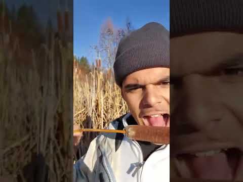 Guy takes a huge bite out of a cattail plant!