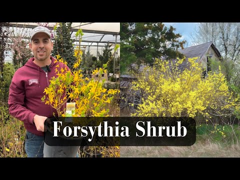 Forsythia Shrub
