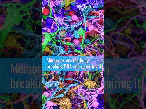 Memories are made by breaking DNA and repairing it