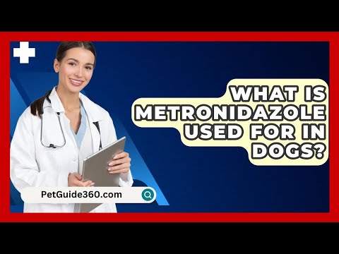 What Is Metronidazole Used For In Dogs? - PetGuide360.com