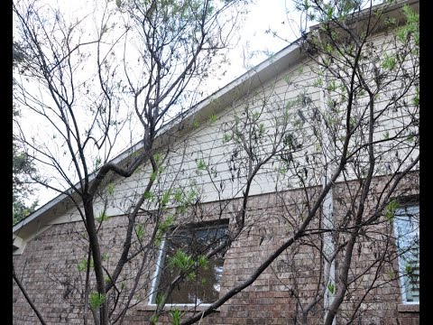 Desert willow problems |native Lacey oak|Central Texas Gardener