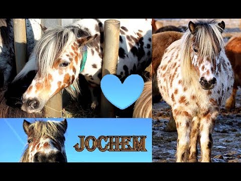 Jochem # 431 ♥ Ponyparkcity - driekleur leopard Appaloosa pony - Lover video !!
