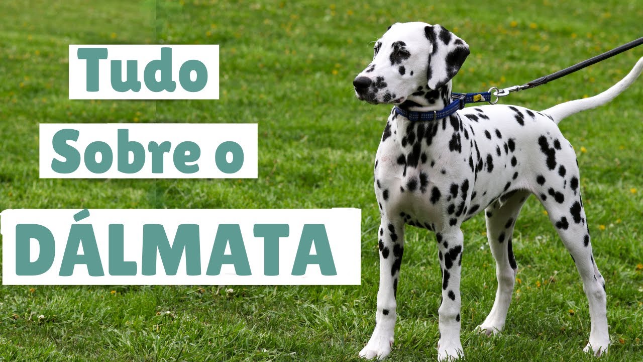 SAIBA TUDO SOBRE O DÁLMATA - Características e cuidados