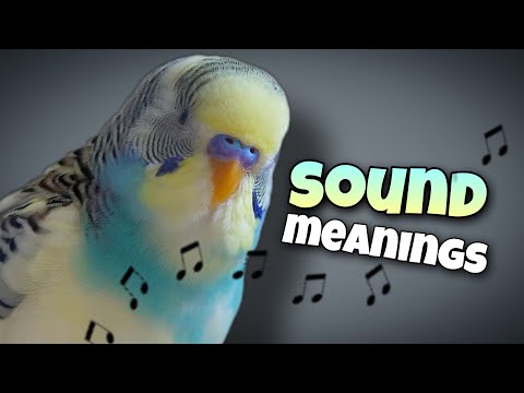 Parakeet Sounds and Their Meanings 🐦🔊