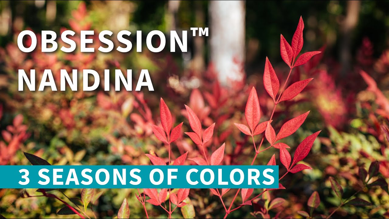 Obsession™ Nandina Shrub | 3 SEASONS of Color