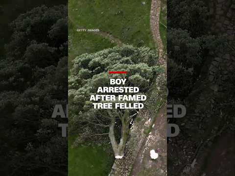 Boy arrested after famed tree felled
