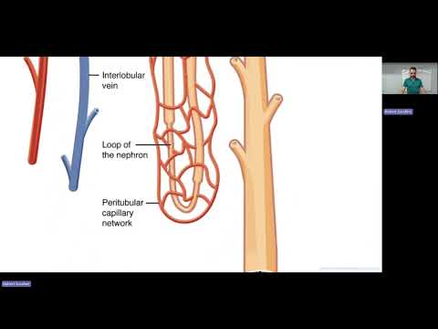 Urinary System Crash Course