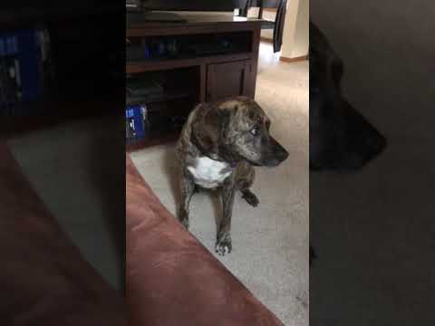 Eponine: The talking Plott Hound