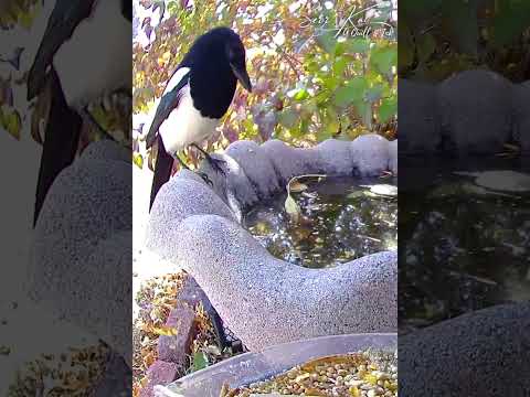10.29.24 FeatherSnap Visitors Short - #Feathersnap #Birdfeeder #Birdbath #birds #birding #animals