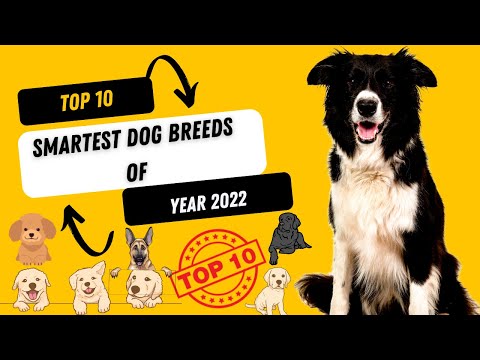 Top 10 SMARTEST Dog Breeds of 2022 | Legendary dogs #top10 #top10dogs #smartdogs