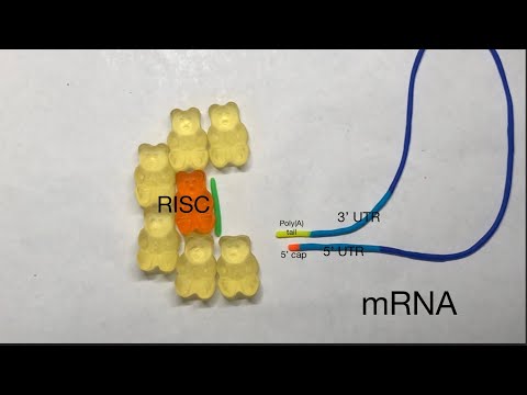 miRNA processing and mechanisms of gene regulation - animation